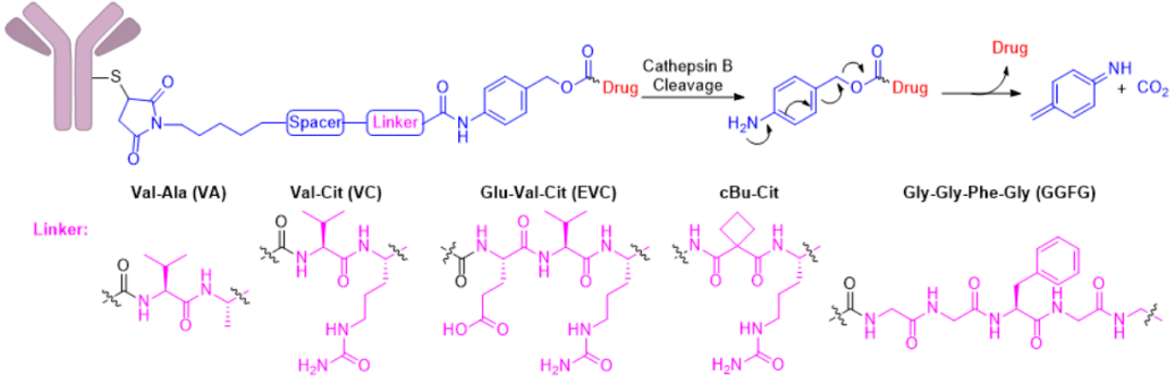 ADC：可裂解Linker的分类、案例、作用机制_Payload_治疗_稳定性