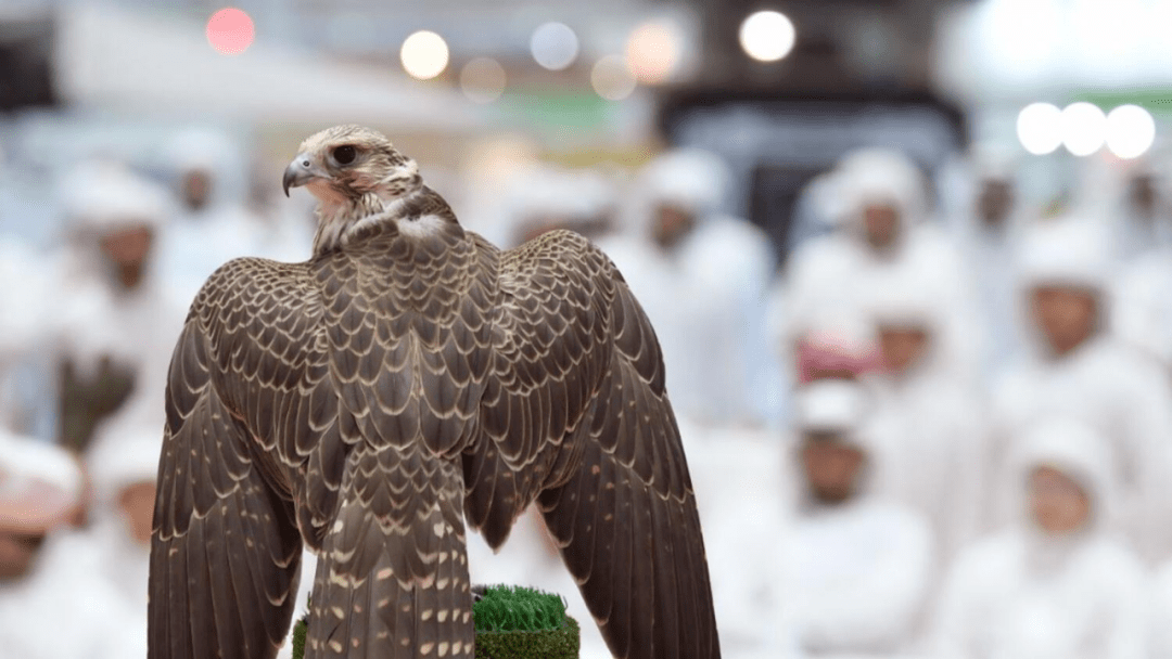 阿布扎比9月2日将举行国际狩猎和马术展览会 (ADIHEX) ，曾拍卖出史上最贵猎鹰_圈养_Gyr_Pure