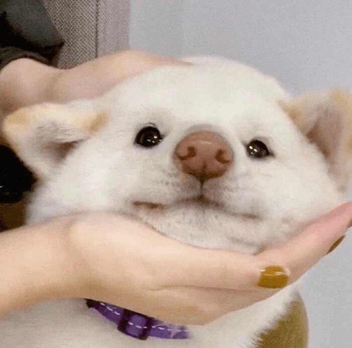 萌新专刊① | @XMU新人：这份开学攻略，你值得拥有！_xmuxg_https_edu