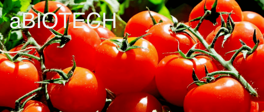 aBIOTECH | 浙江大学杨景华教授综述新德里番茄曲叶病毒在瓜类作物中的危害_论文_团队_进行