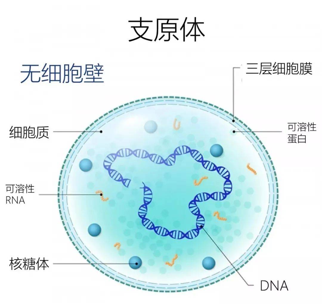 关于肺炎支原体,你关心的六个问题都在这→ 呼吸道 疾病 星标