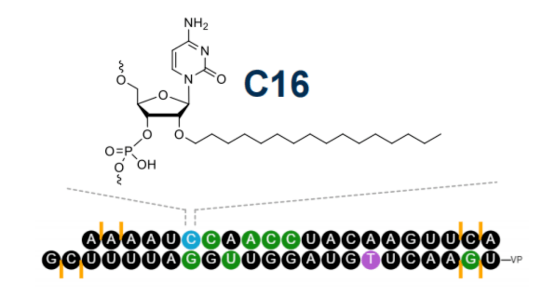 Alnylam：三驾马车将RNAi推向更广泛的适应症_基因组_siRNA_疾病