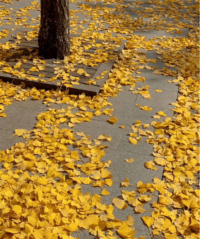 如果在SNUT拍电影！_审核_未来_操场